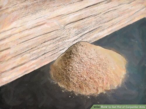 Easyhouse • Wood Borers!